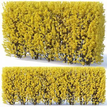 دانلود آبجکت رایگان مدل سه بعدی Forsythia 2 Hedge H180 CM | مدل های سه ...